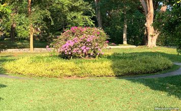 MacRitchie Reservoir Guide: Park, Trails, 15 Things To Do & More ...