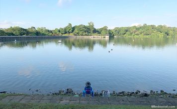 MacRitchie Reservoir Guide: Park, Trails, 15 Things To Do & More ...