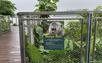 Mandai Boardwalk: 3.3 Km Walk Beside Upper Seletar Reservoir - Little ...