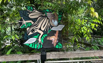 Mandai Boardwalk: 3.3 Km Walk Beside Upper Seletar Reservoir - Little ...