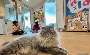 Nekoland & Indoor Playground By Polliwogs At Clarke Quay - Little Day Out