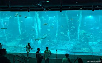 Singapore Oceanarium At RWS: An Underwater World Of Wonder At Resort ...