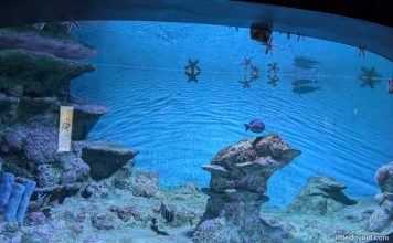 Singapore Oceanarium At RWS: An Underwater World Of Wonder At Resort ...