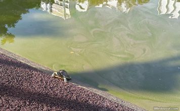 Punggol Point Park: Gateway To A Seaside Stroll - Little Day Out