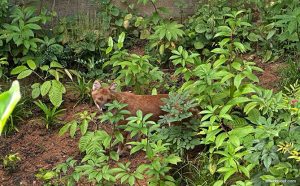 Guide To Rainforest Wild Asia: Experience Adventure Across 8 Zones At ...