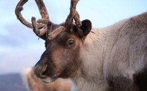 90 Reindeer Jokes That Will Sleigh You With Laughter - Little Day Out