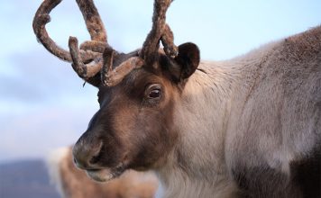 90 Reindeer Jokes That Will Sleigh You With Laughter - Little Day Out