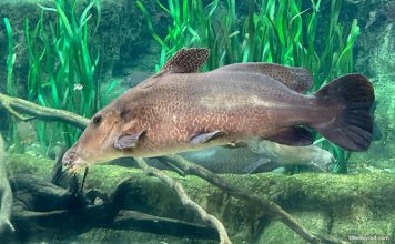 River Wonders Guide: Experience Life Along The River Across 9 Zones ...