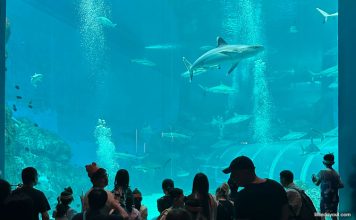 Singapore Oceanarium At RWS: An Underwater World Of Wonder At Resort ...
